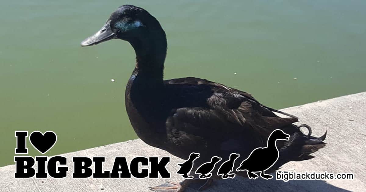 About - Big Black Ducks